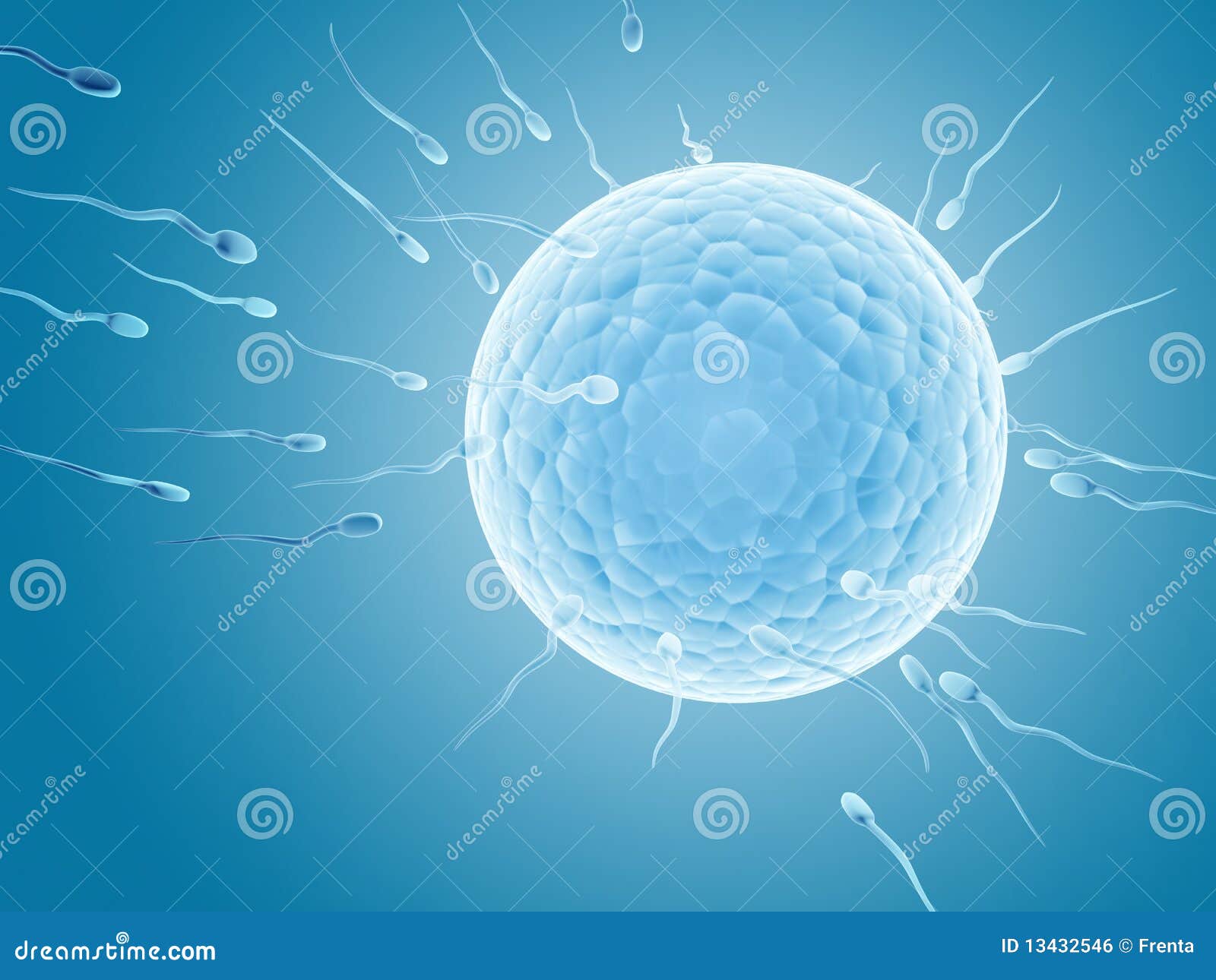 Spermatozoons, Schwimmend Zum Ovulum Stock Abbildung - Illustration von ...