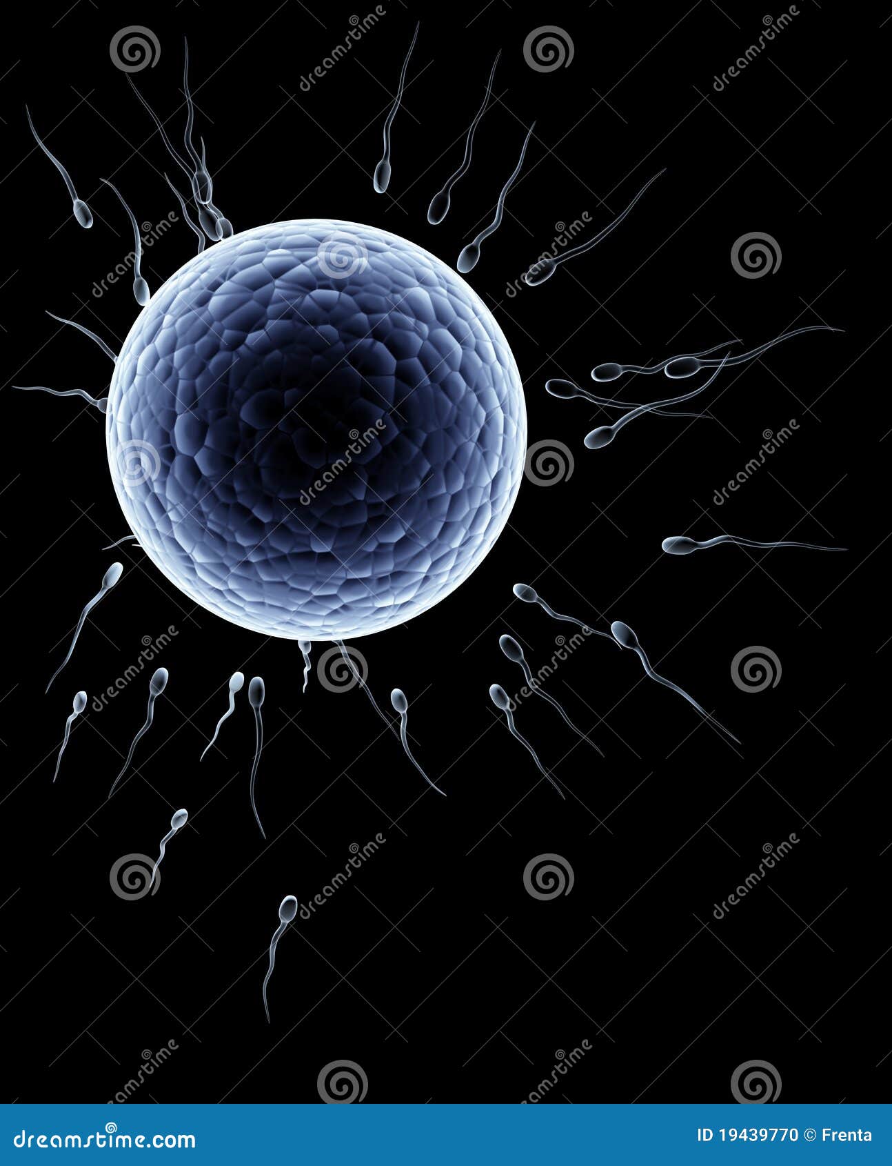 Spermatozoons, Schwimmend Zum Ovulum Stock Abbildung - Illustration von ...