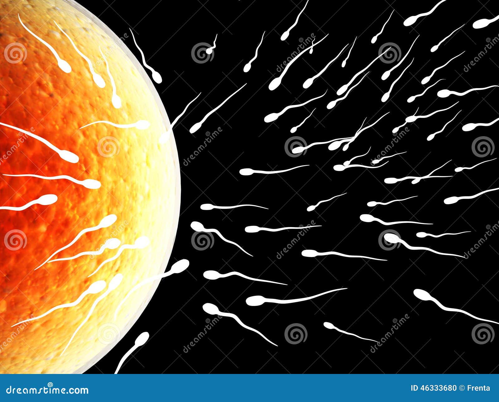 Spermatozoons, Schwimmend Zum Ovulum Stock Abbildung - Illustration von ...