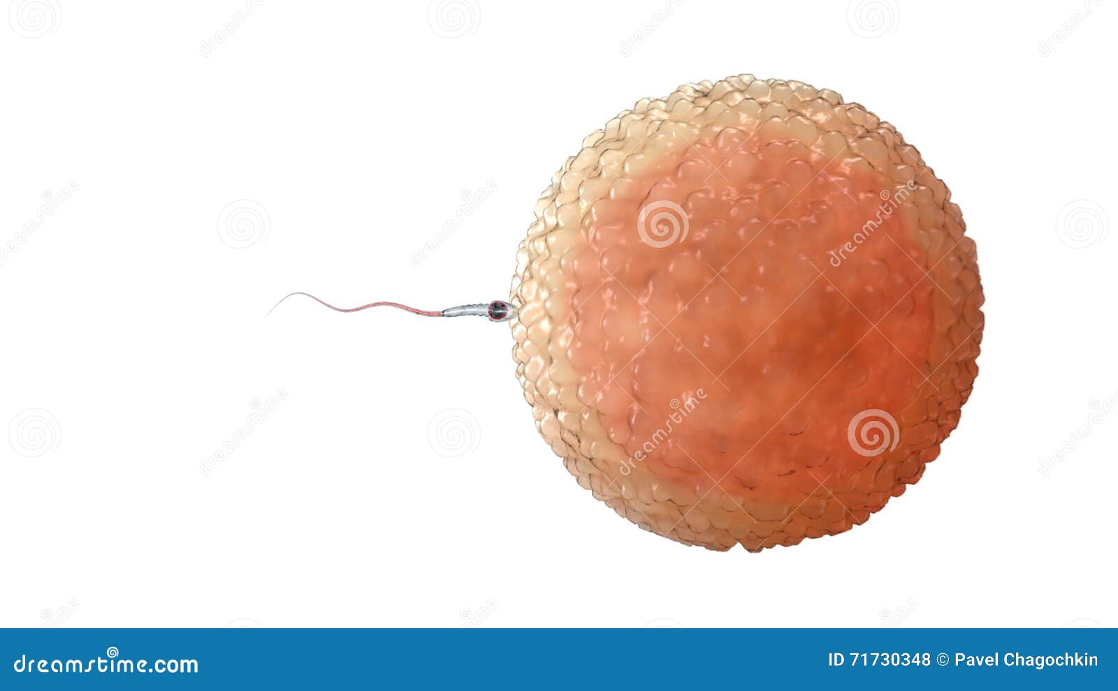 Spermatozoons Cartoons, Illustrations & Vector Stock Images - 220 ...