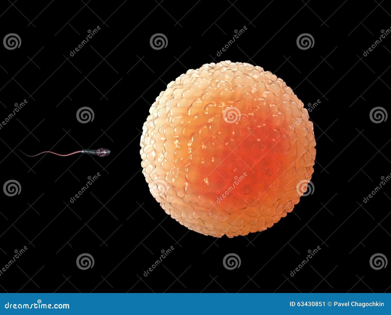 Spermatozoons, Sperm, Floating To Ovule - 3d Render Stock Illustration ...