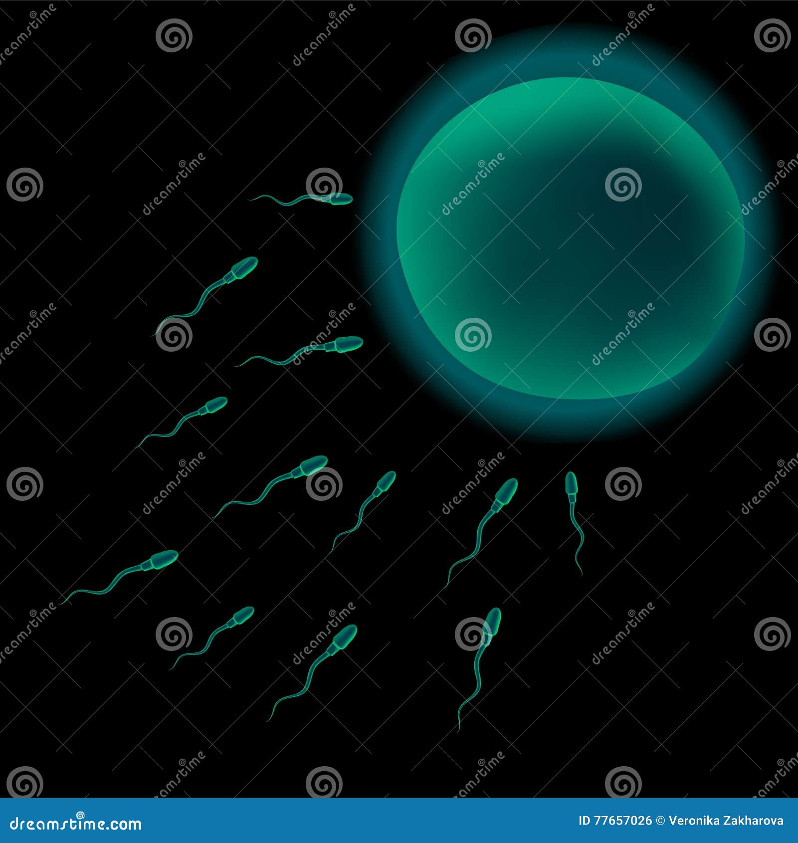 Spermatozoons Sperm and Ovum Egg . in Vitro Fertilization IVF ... Spermatozoons Sperm and Ovum Egg . in Vitro Fertilization IVF ...