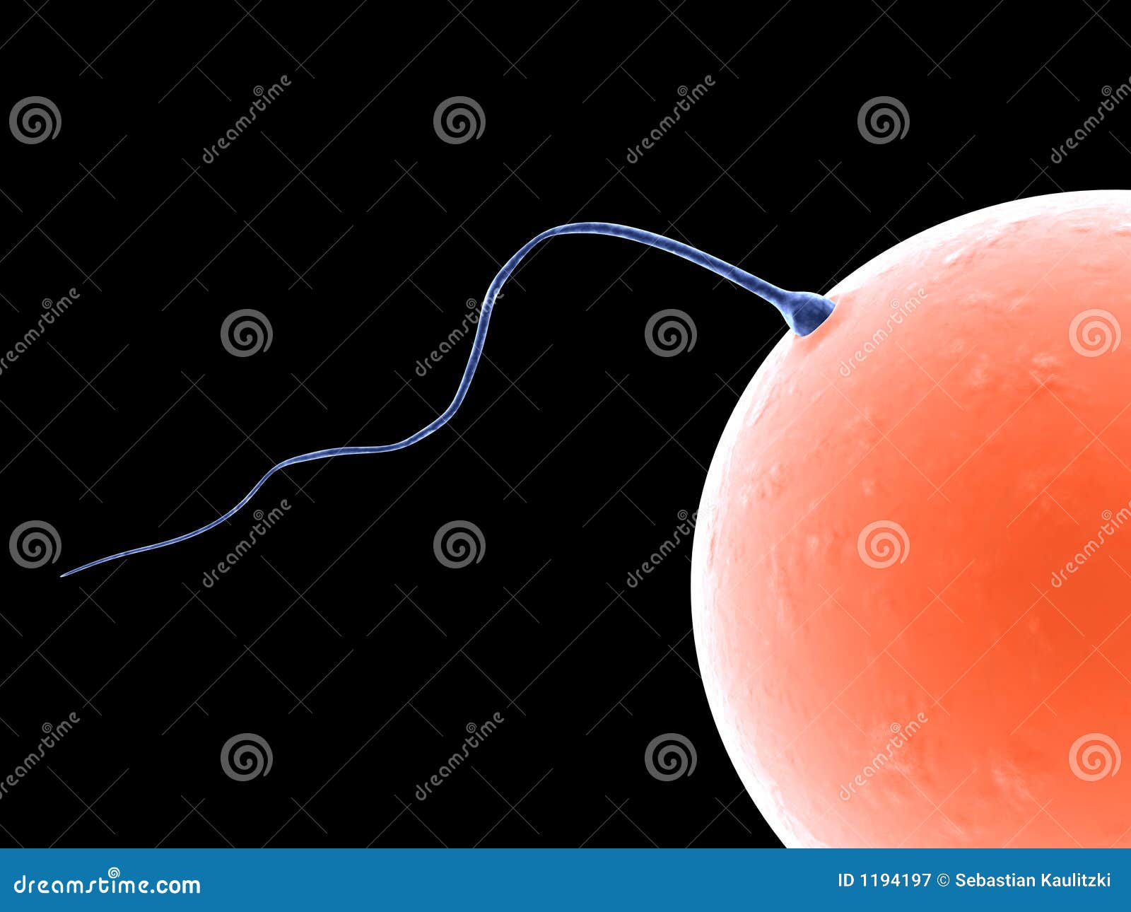 Spermes et ovule humain illustration stock. Illustration du microscope ...