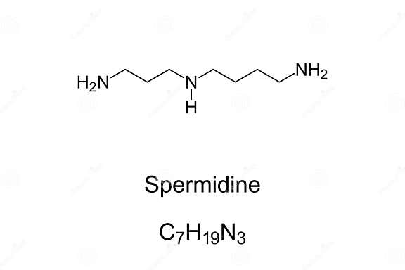 Spermidine, Longevity Agent in Mammals, Chemical Formula and Structure ...