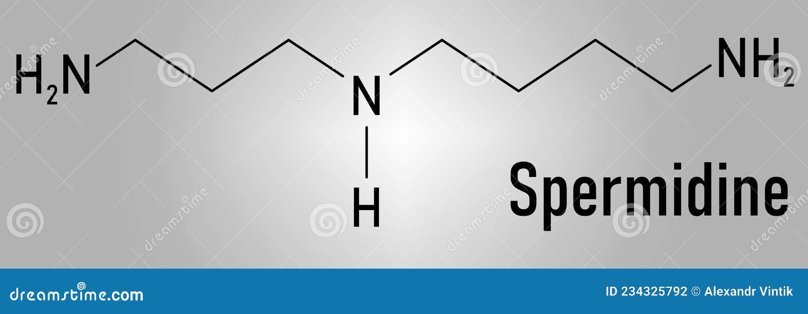 Spermidine Polyamine Compound Molecule. Skeletal Chemical Formula Stock ...