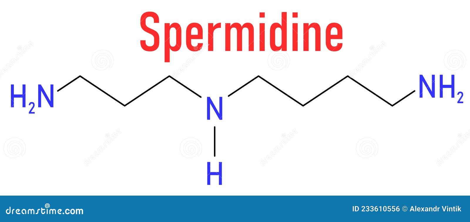 Spermidine Polyamine Compound Molecule. Skeletal Chemical Formula Stock ...