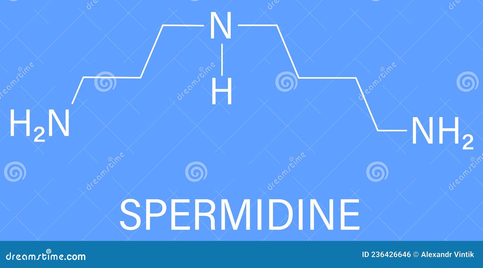 Spermidine Polyamine Compound Molecule. Skeletal Formula Stock Vector ...