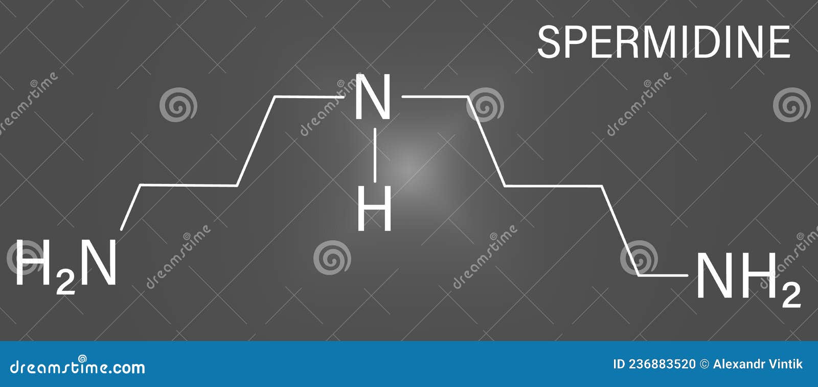 Spermidine Polyamine Compound Molecule. Skeletal Formula Stock Vector ...