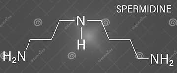 Spermidine Polyamine Compound Molecule. Skeletal Formula Stock Vector ...