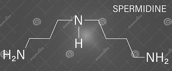 Spermidine Polyamine Compound Molecule. Skeletal Formula Stock Vector ...
