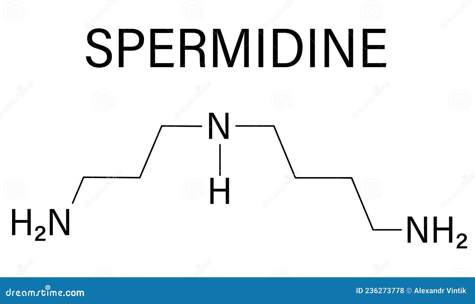 Spermidine Polyamine Compound Molecule. Skeletal Formula Stock Vector ...