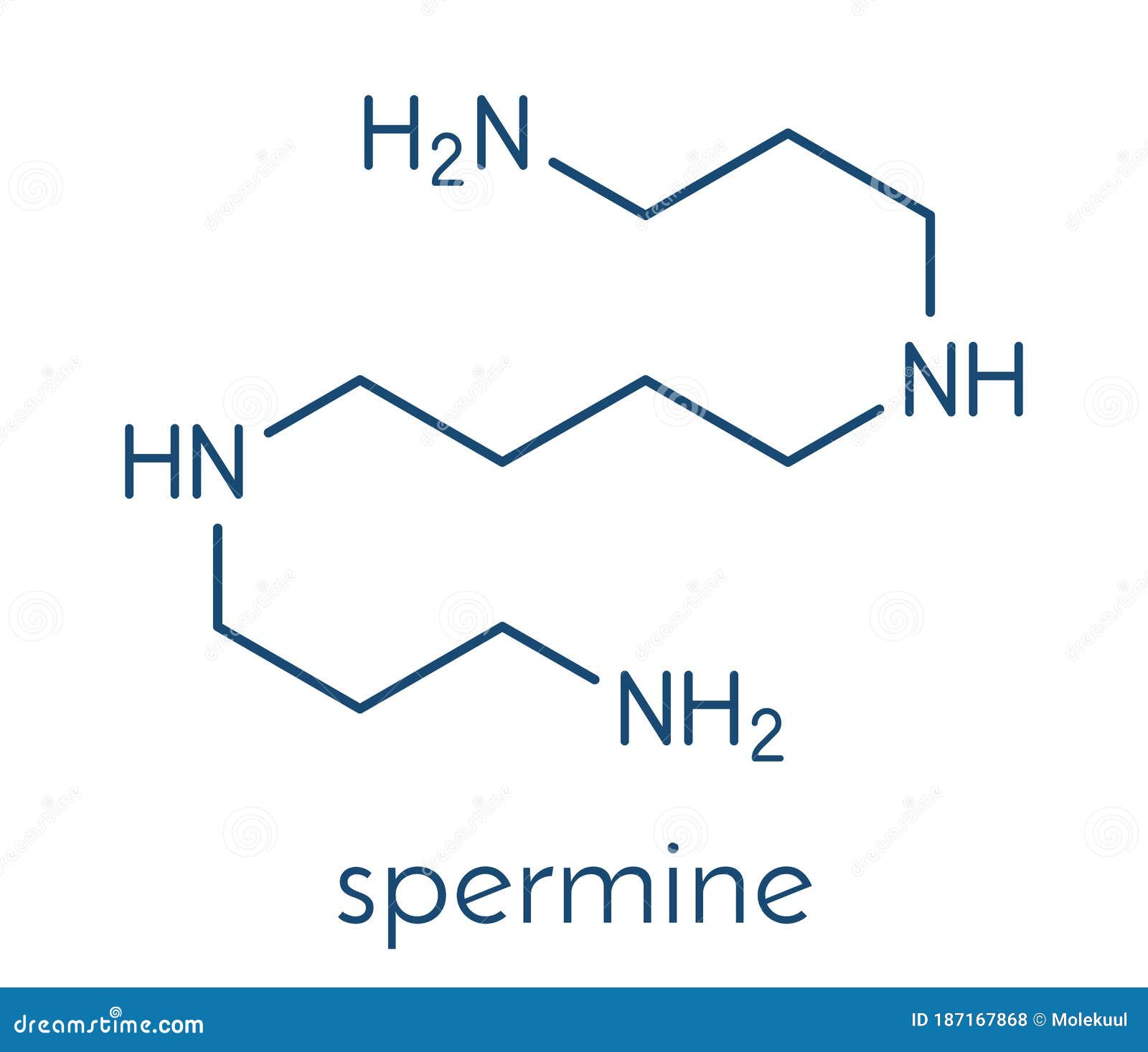 Spermine Molecule, Molecular Structures, C10h26n4, 3d Model, Structural ...