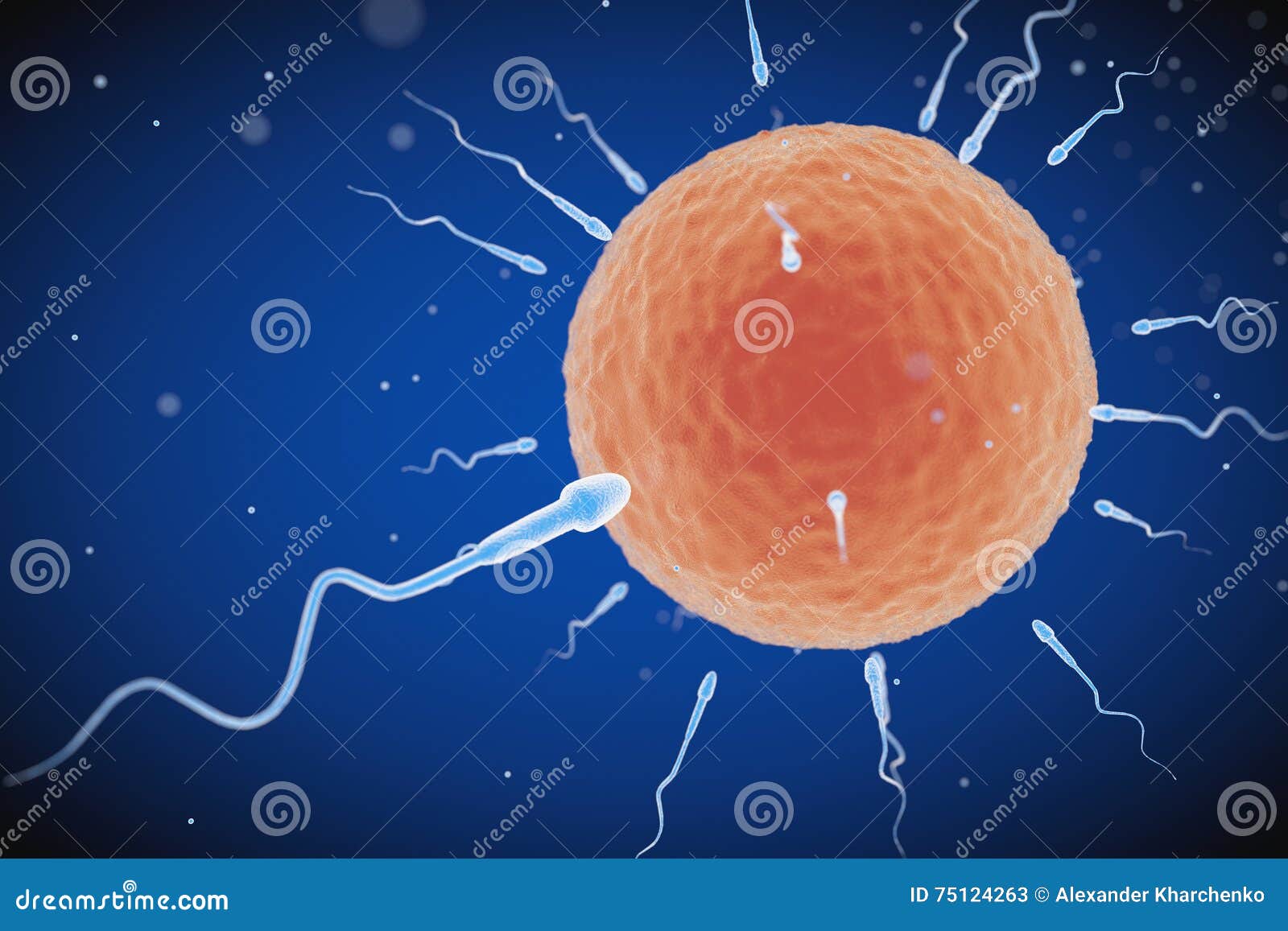 Spermium, Das Zum Ovulum Geht Wiedergabe 3d Stock Abbildung ...