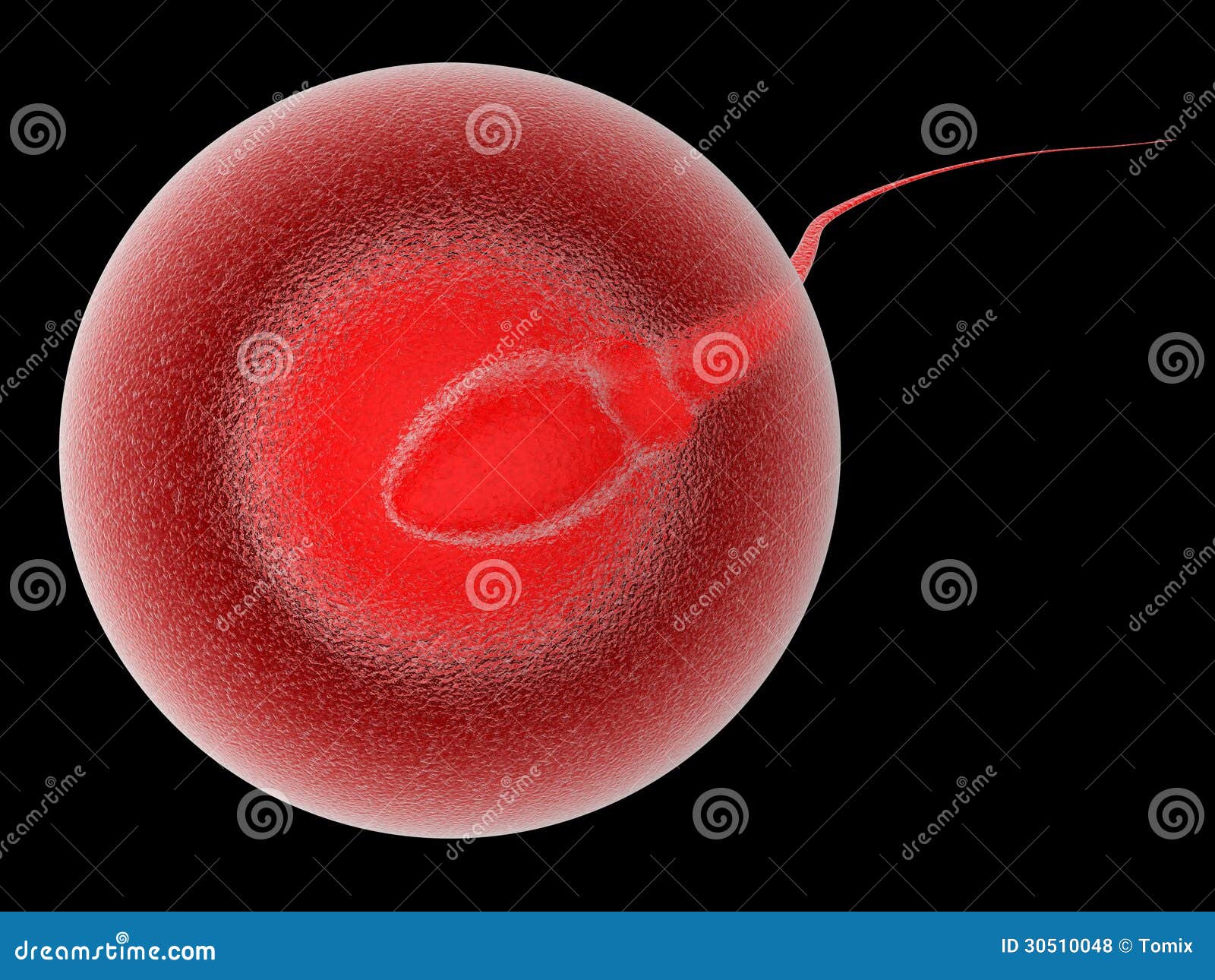 Spermium im Ovulum stock abbildung. Illustration von virus - 30510048