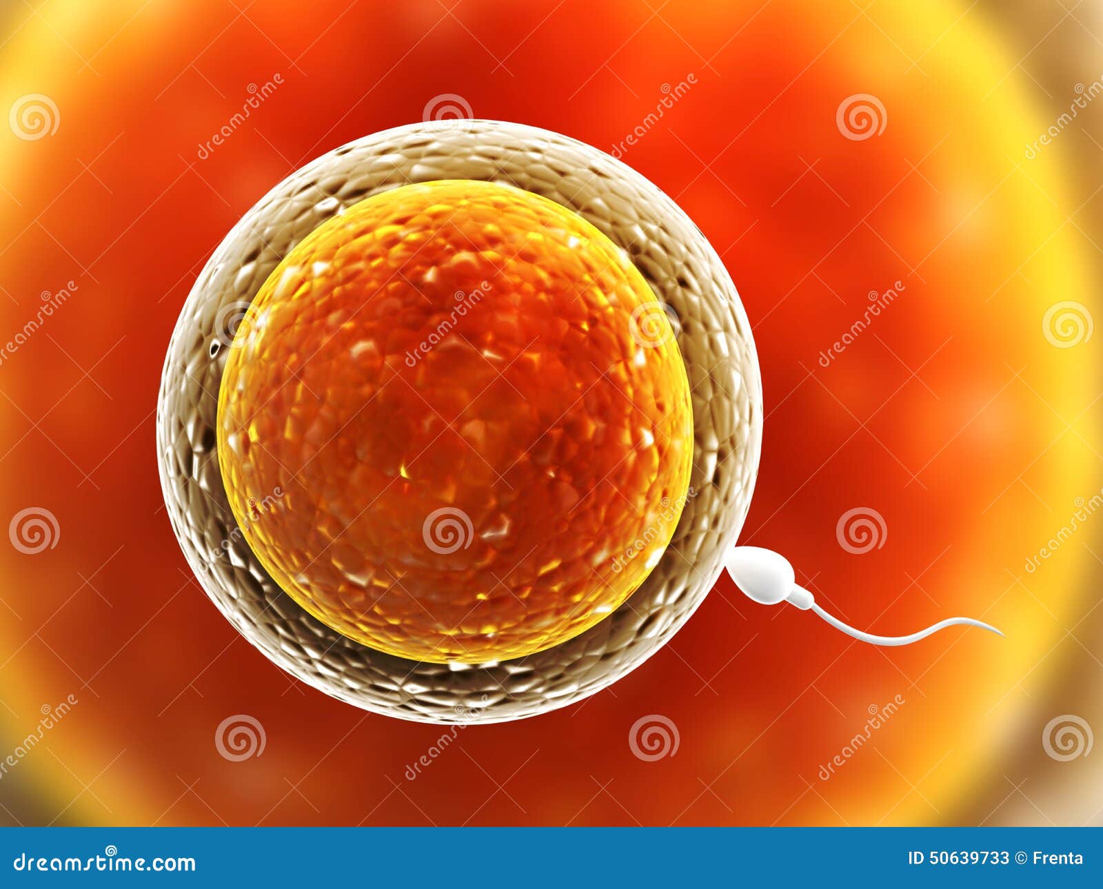 Spermium, Schwimmend Zum Ovulum Stock Abbildung - Illustration von frau ...