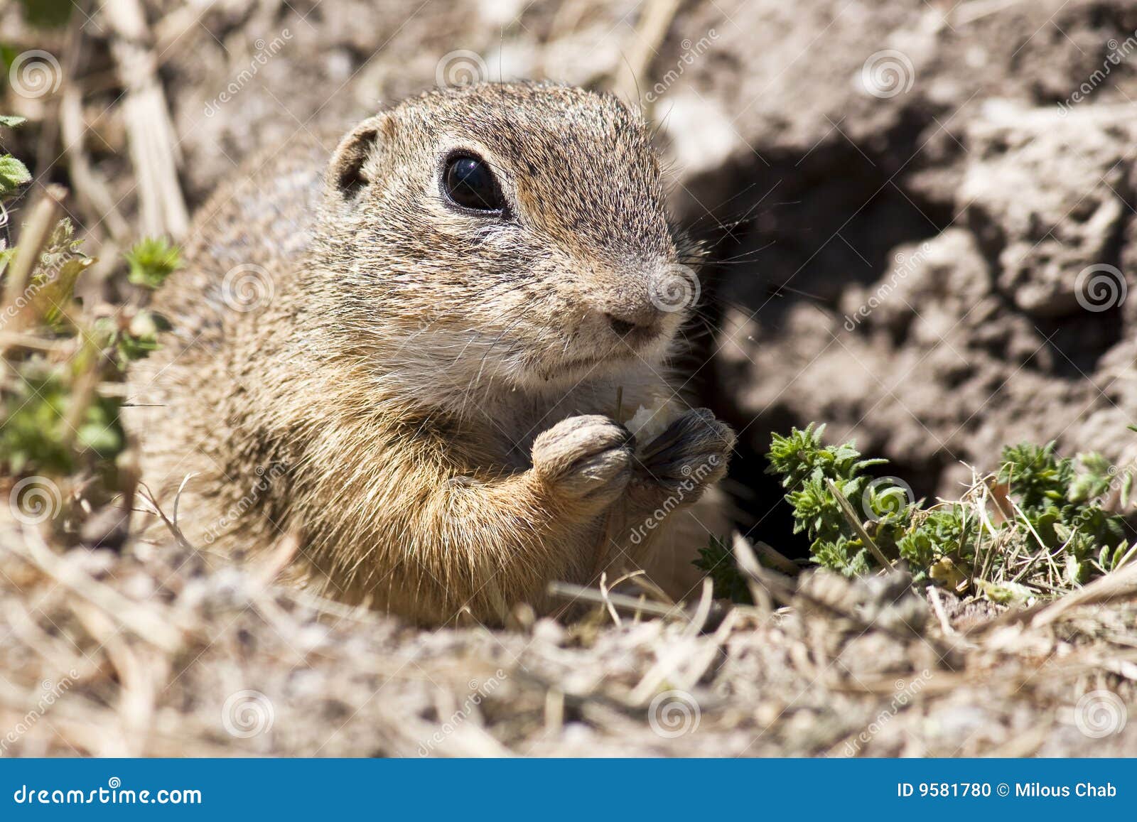 Spermophilus citellus stock photo. Image of citellus, rodentia - 9581780