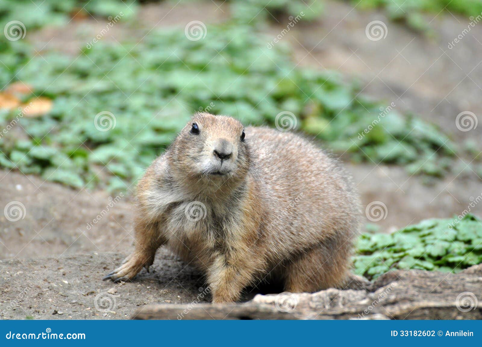 Spermophilus citellus stock photo. Image of portrait - 33182602