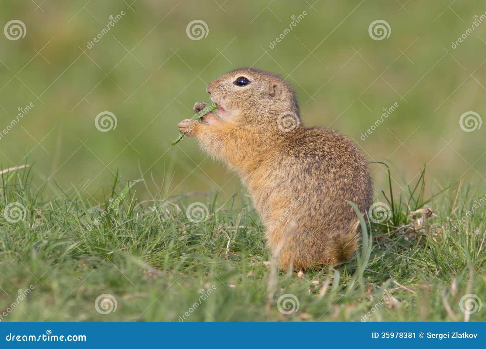 Spermophilus citellus stock image. Image of citellus - 35978381