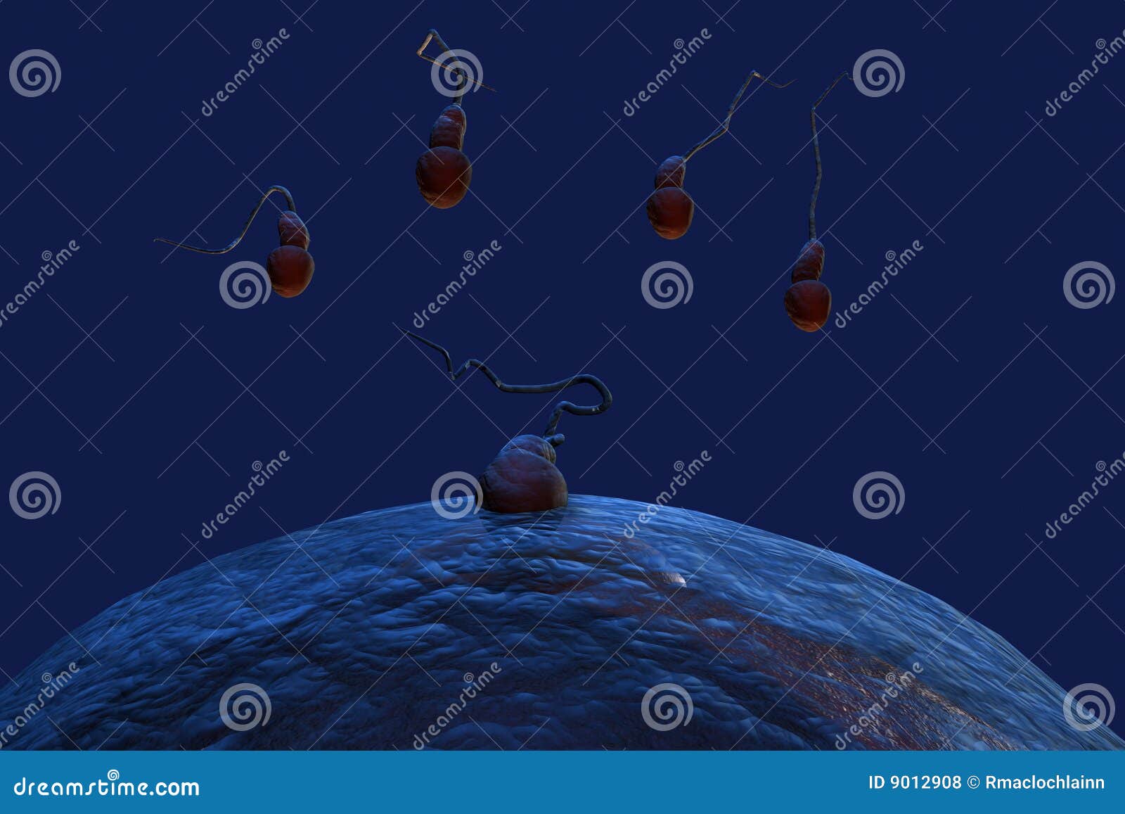 Sperms and Egg with Clipping Path Stock Illustration - Illustration of ...