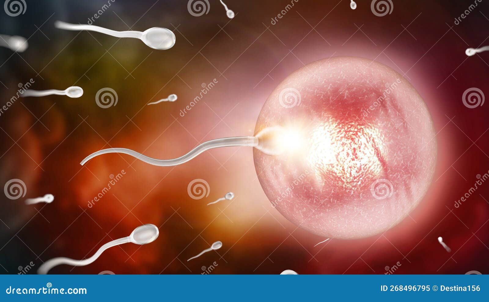 Sperms and Ovule. Fertilization - New Beginnings Concept Stock ...