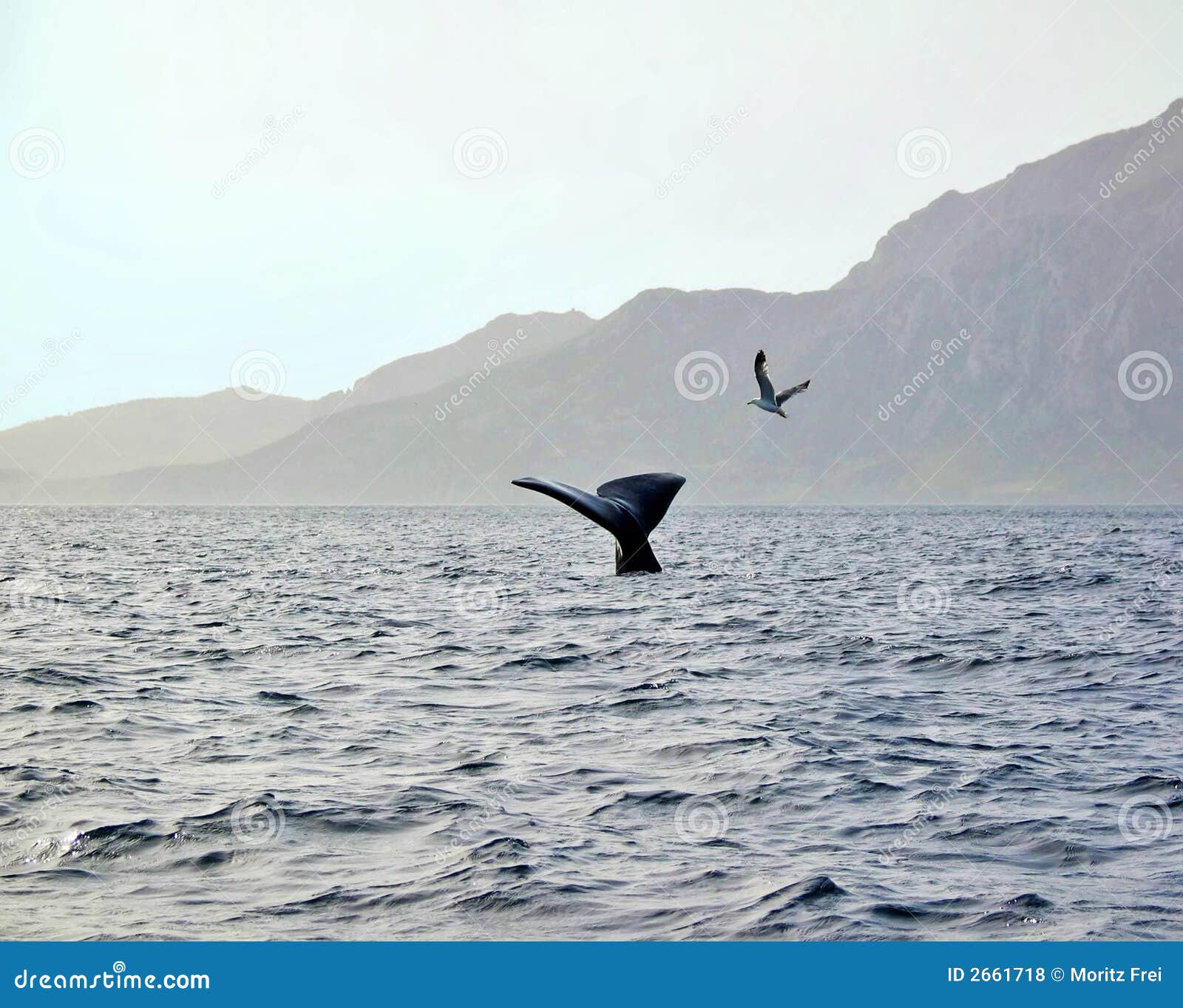 Spermwhale stock photo. Image of biodiversity, sealife - 2661718