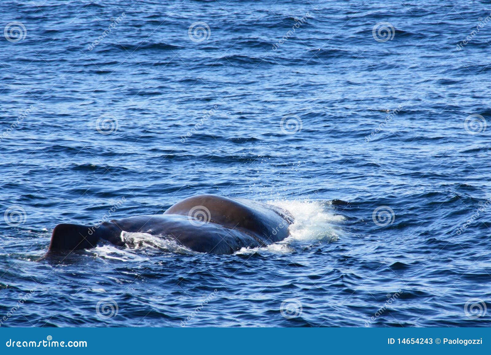 Spermwhale Emerging from the Sea Stock Image - Image of animals, fjord ...