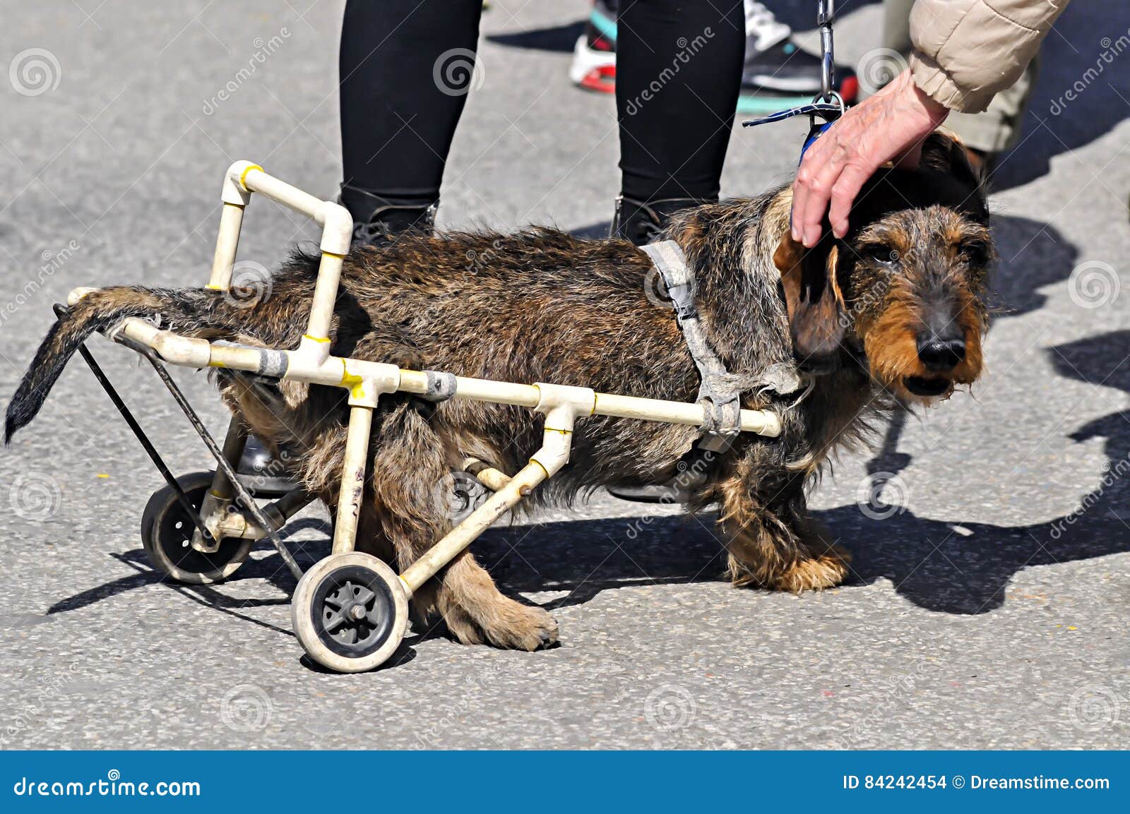 Sperren Sie Hund in Einem Rollstuhl Auf Der Straße Stockfoto - Bild von ...