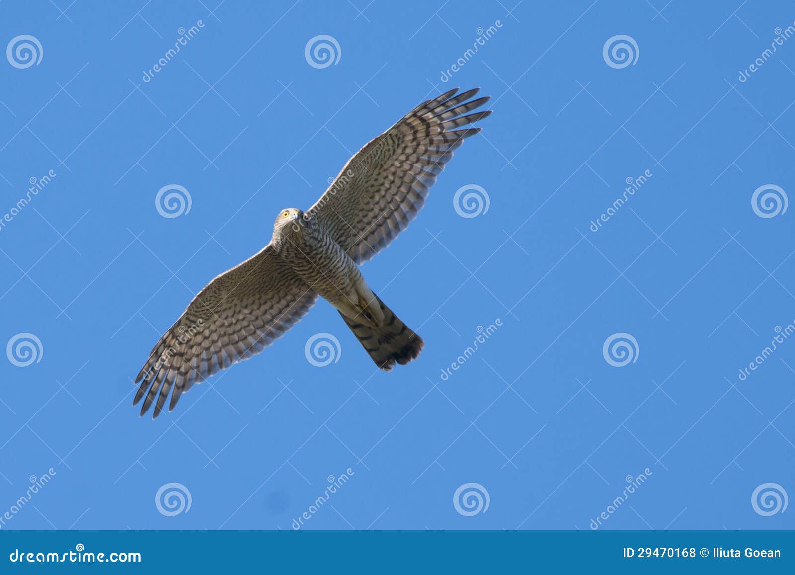 Sperwer stock foto. Image of vogel, prooi, havik, majestueus - 29470168