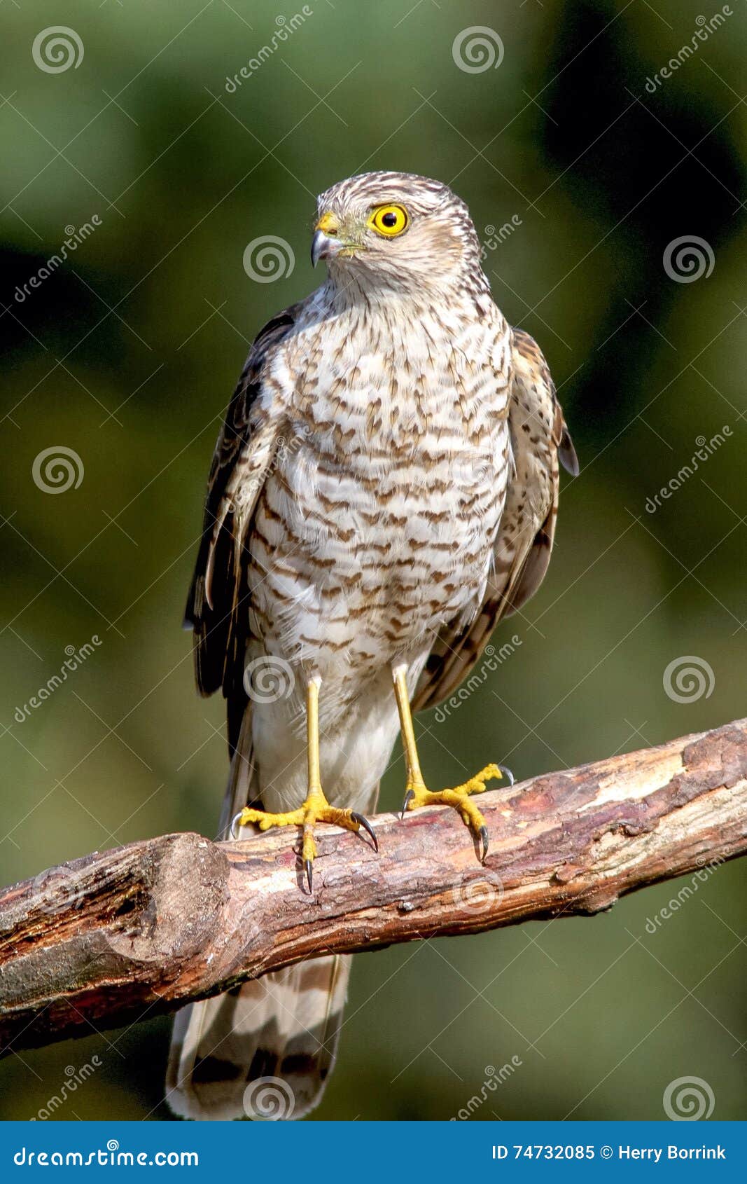 Sperwer stock image. Image of accipiter, epervier, sperwer - 74732085
