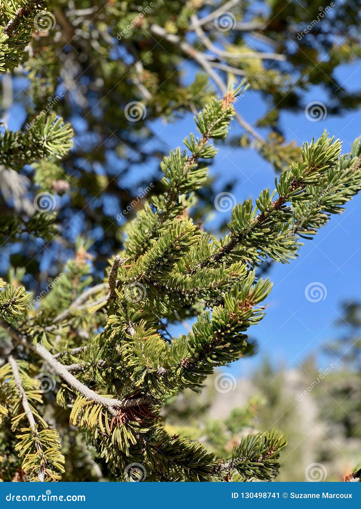 Spruce Tree Needles on Upper Bristlecone Loop Trail, Mt. Charleston ...