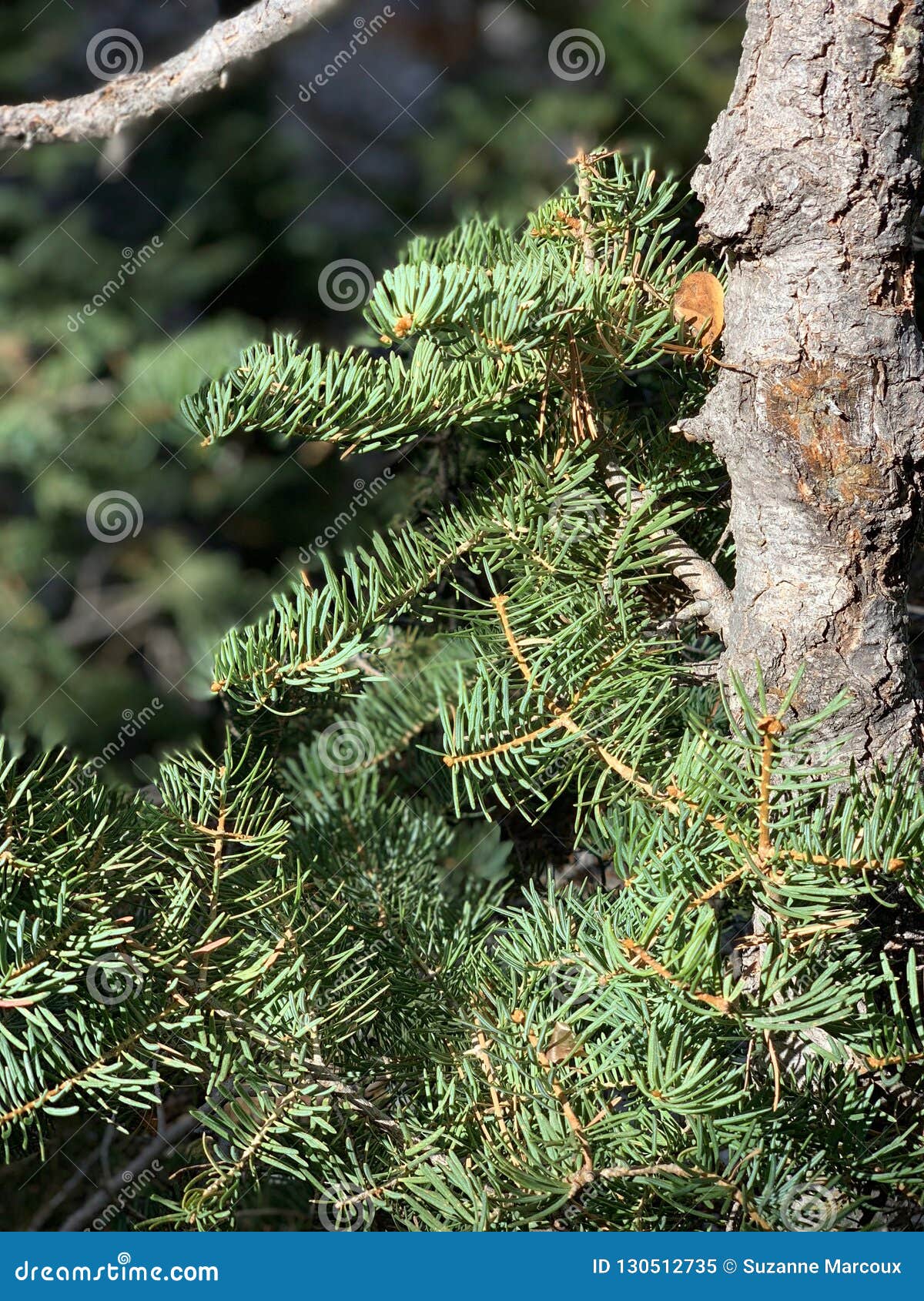 Spruce Tree Needles on Upper Bristlecone Loop Trail, Mt. Charleston ...