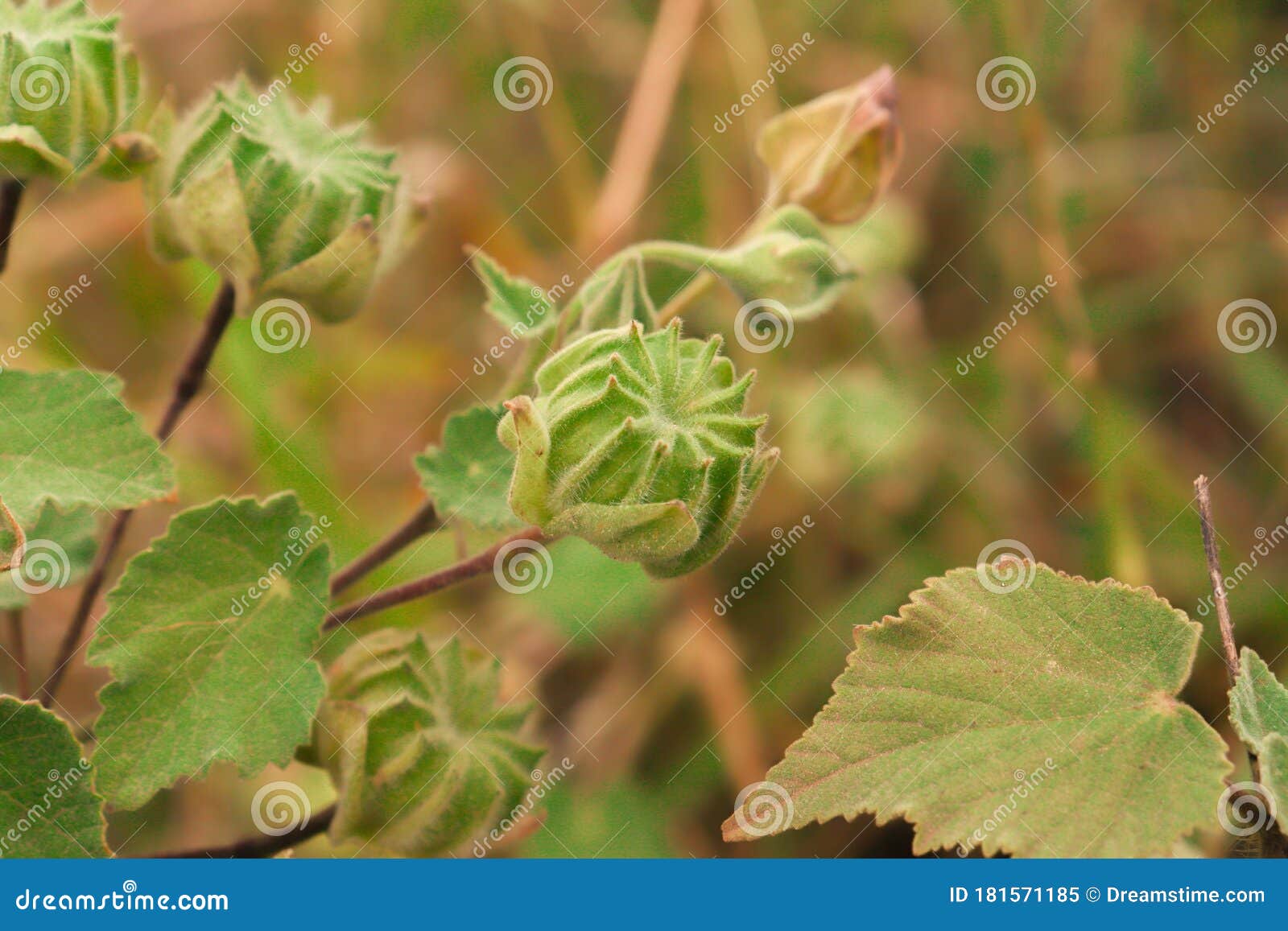Sphaeralcea Bonaerensis Dry Fruit - Globemallow - Mallow - Capsule ...