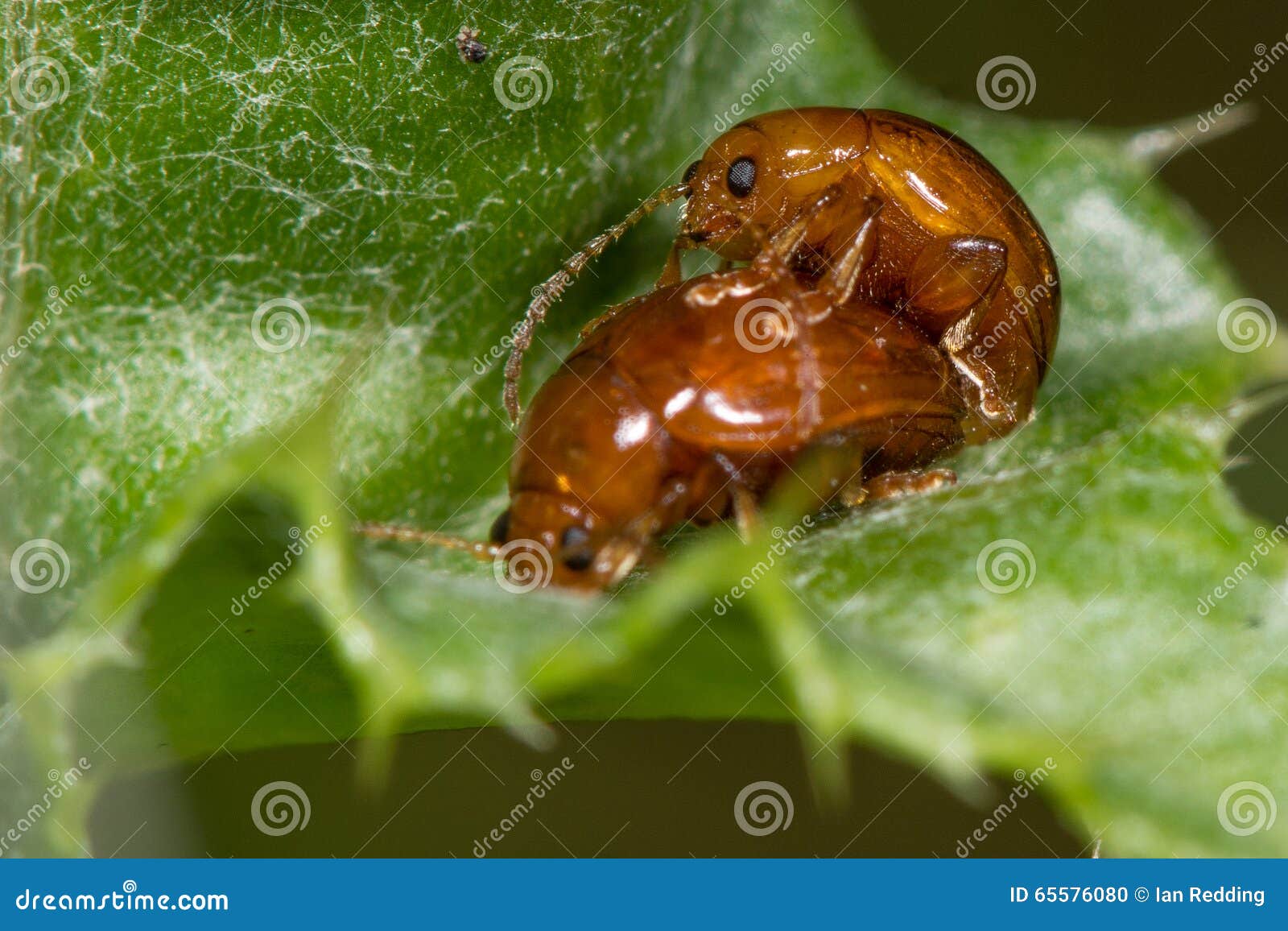 Sphaeroderma Testaceum Beetles Mating Stock Photo - Image of arthropod ...