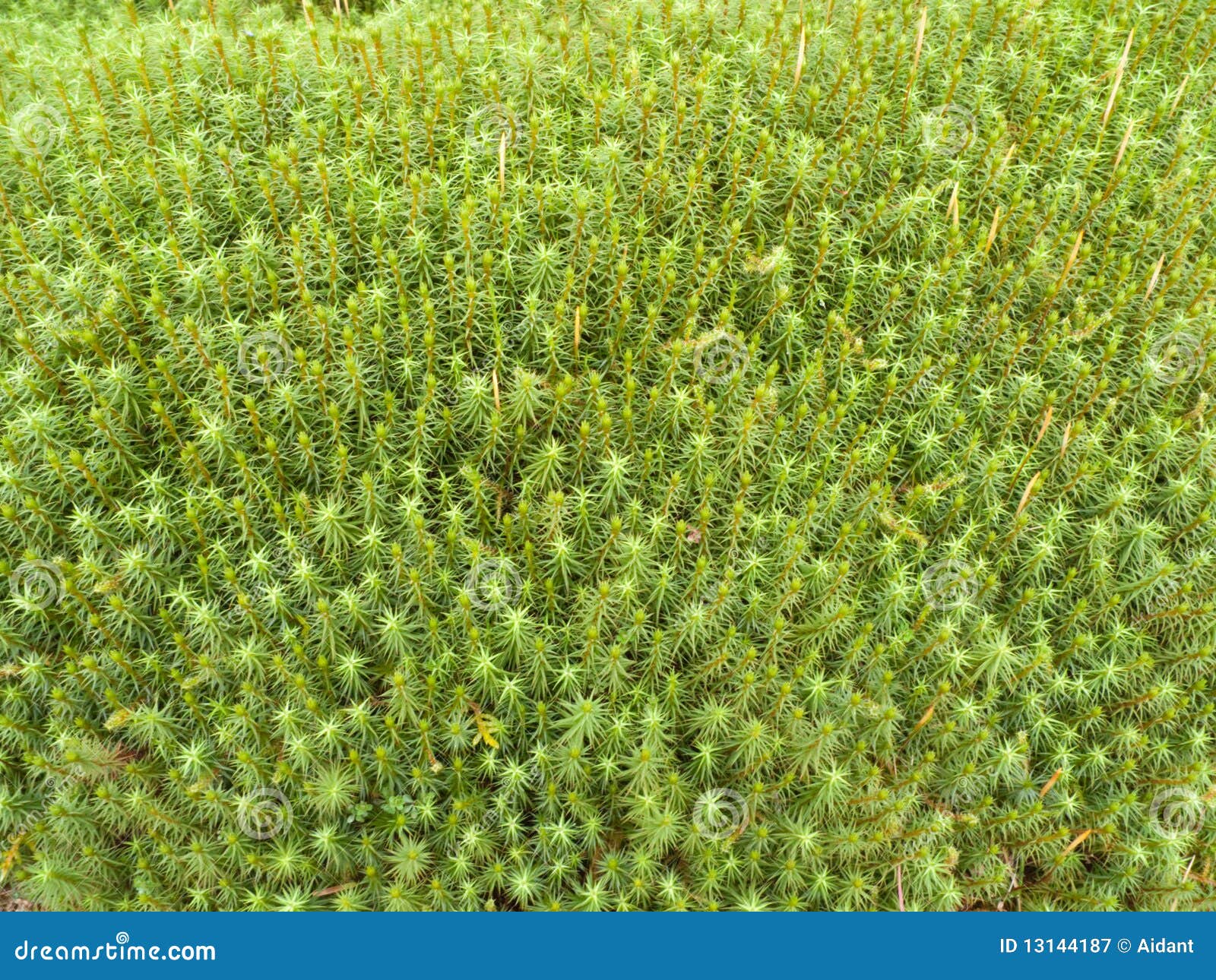 Sphagnum Moss stock image. Image of horticulture, moss - 13144187