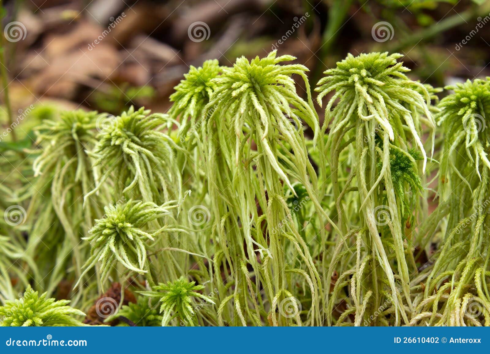 Sphagnum moss stock photo. Image of forest, organic, vegetation - 26610402
