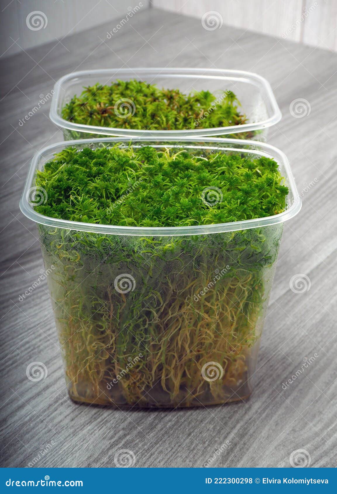 Sphagnum Moss in a Container Stock Photo - Image of grow, gardening ...