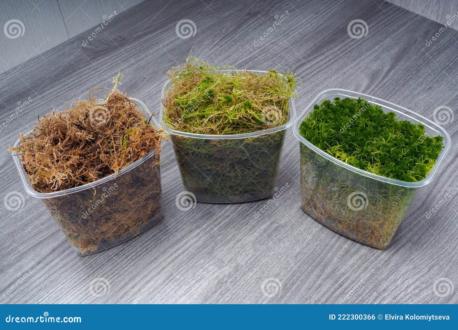 Sphagnum Moss in a Container Stock Photo - Image of hobby, cover: 222300366