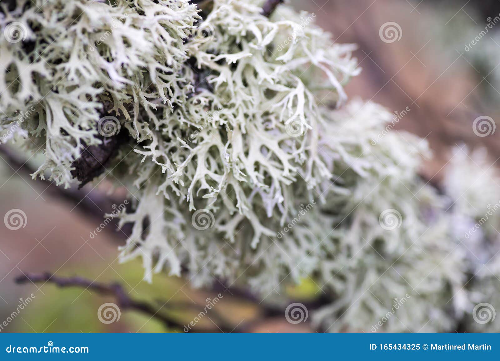 Sphagnum Moss or White Moss on Tree Branch Stock Image - Image of ...