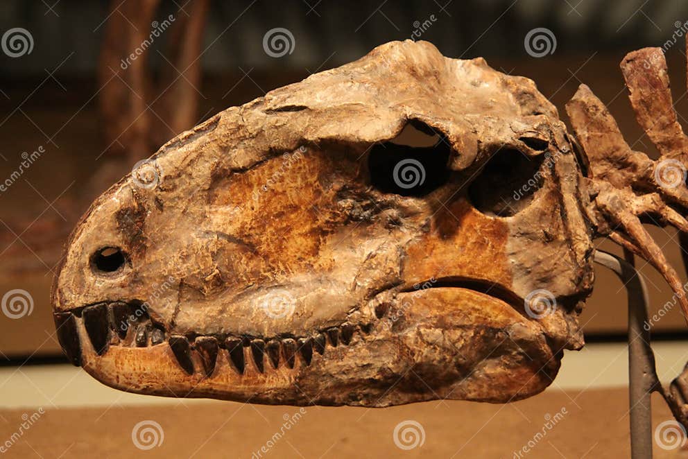 Sphenacodon editorial stock photo. Image of fossil, evolutionchicago ...