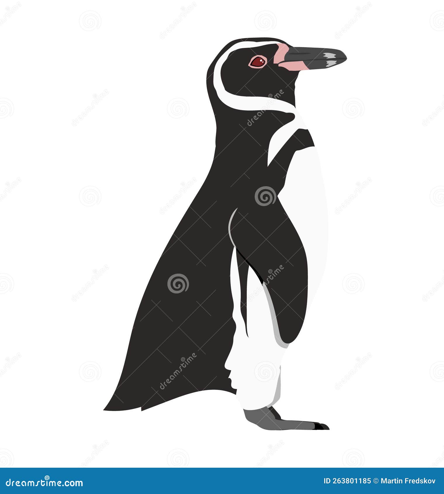 Spheniscus Mendiculus - GalÃ¡pagos Penguin - Side View - Flat Vector ...