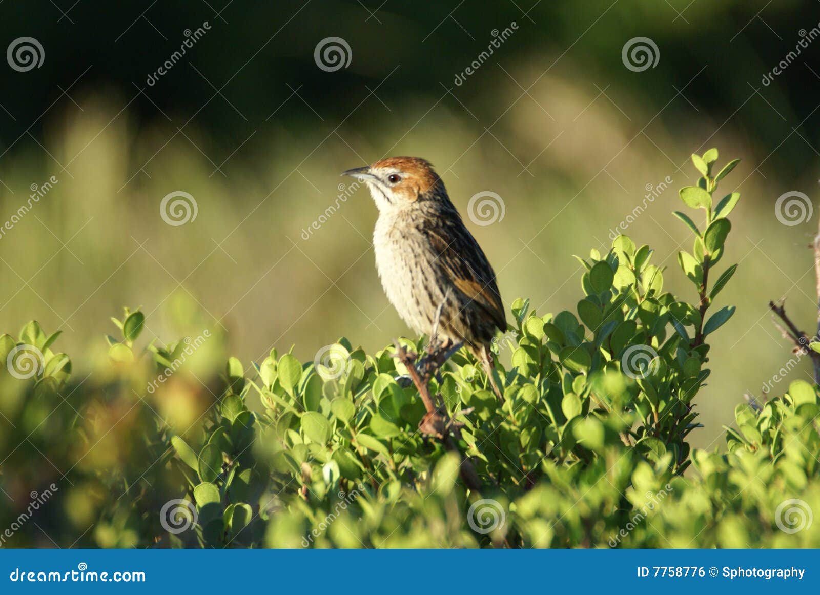 Sphenoeacus Afer Picture. Image: 7758776