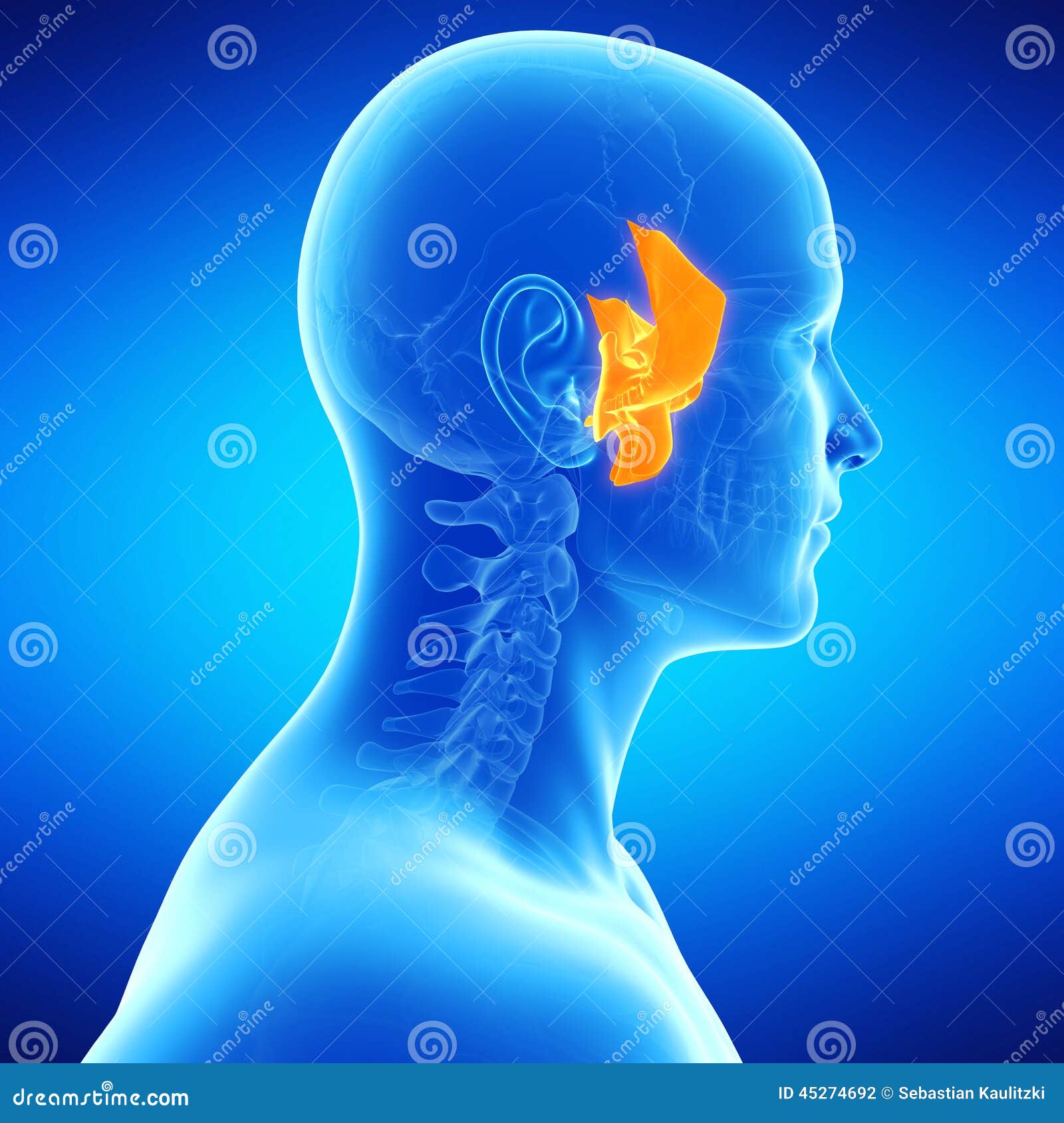 The sphenoid bone stock illustration. Illustration of medical - 45274692