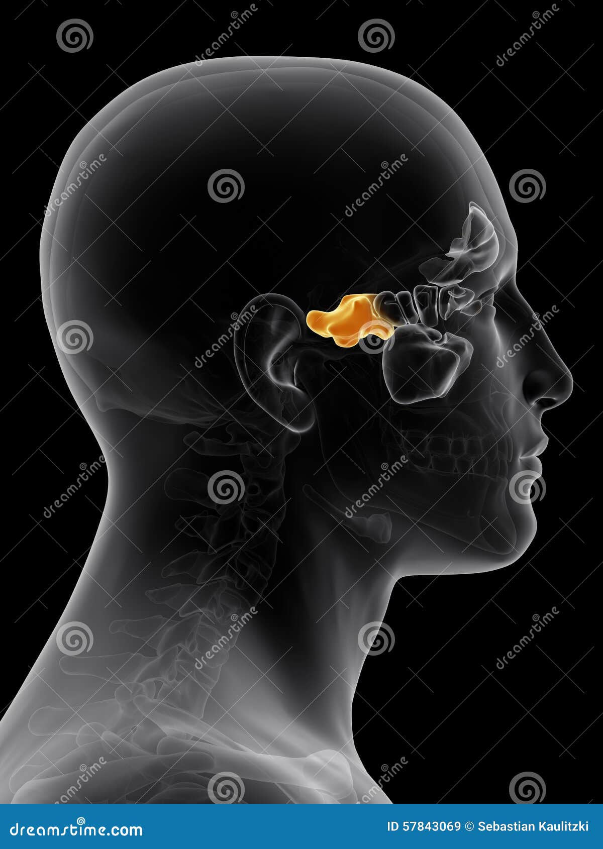 The sphenoid sinus stock illustration. Illustration of biology - 57843069