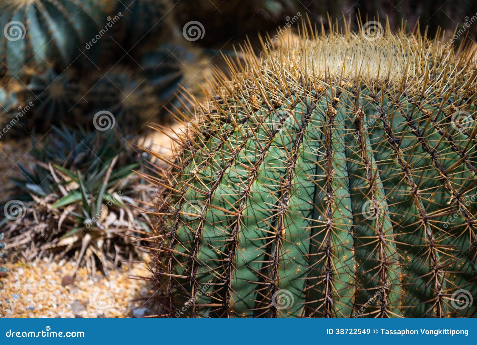 Sphere Cactus in the Desert Stock Image - Image of cacti, natural: 38722549