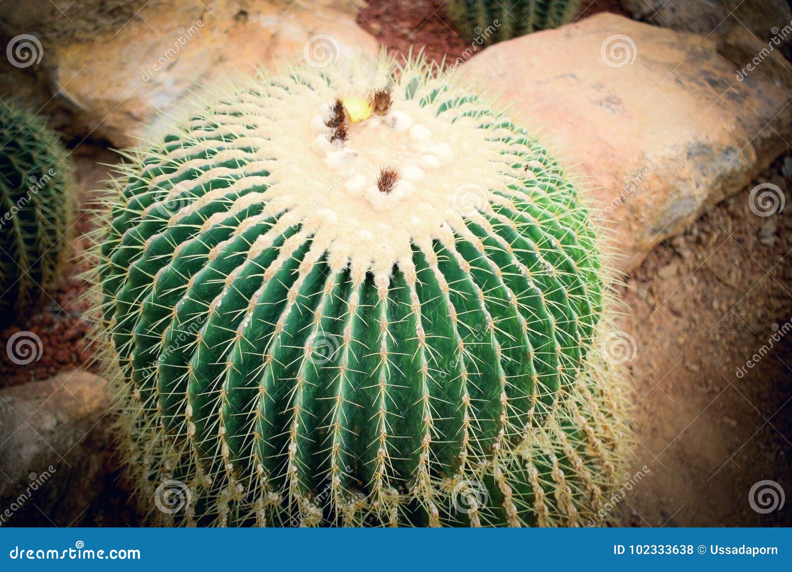 Sphere cactus stock photo. Image of insect, cactus, sphere - 102333638