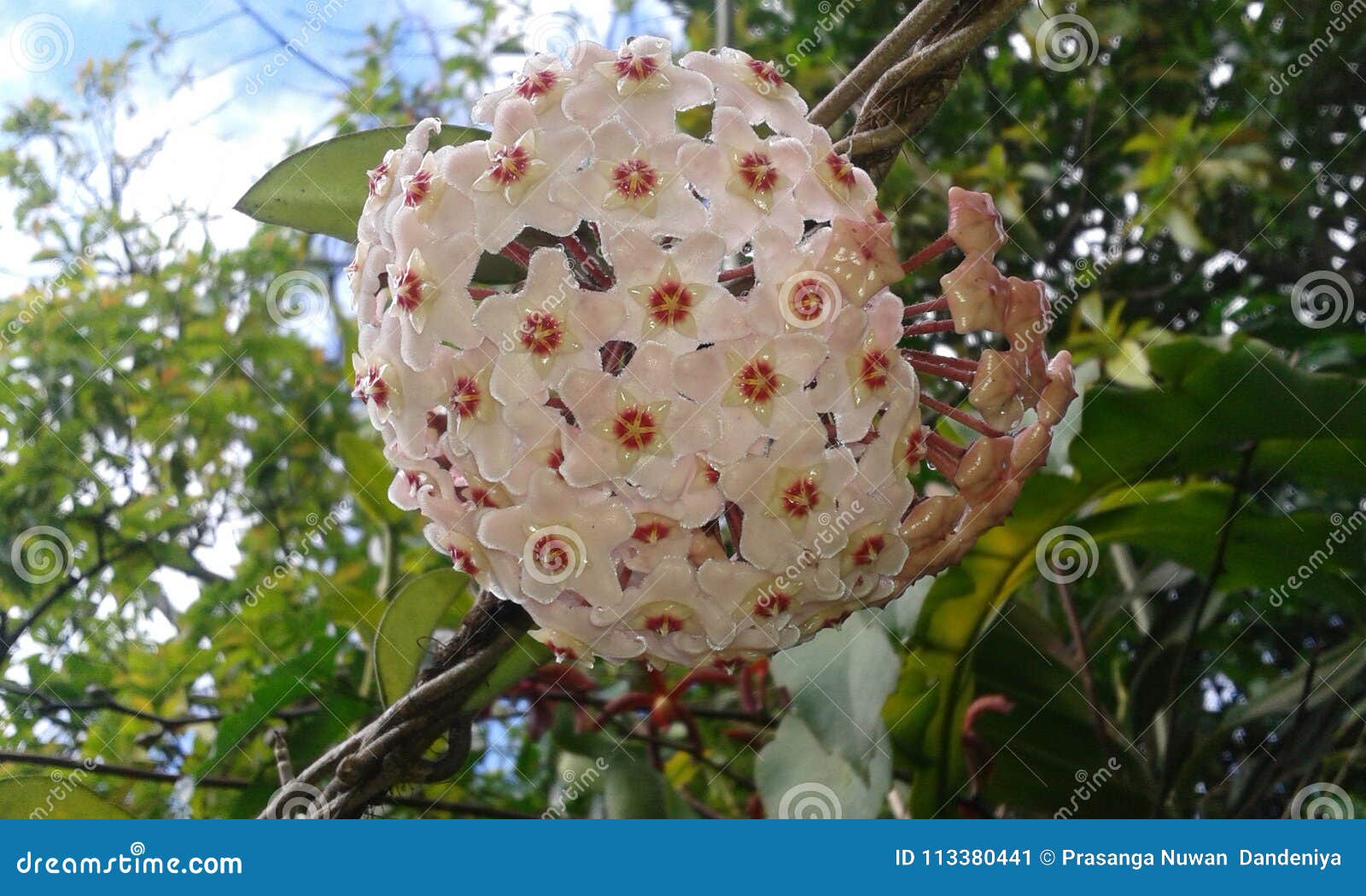 Sphere flowers stock image. Image of flower, sphere - 113380441