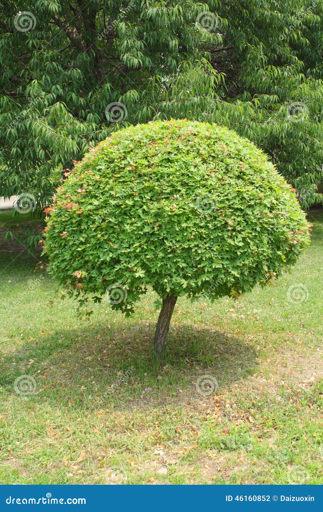 Sphere shaped tree stock photo. Image of plant, bush - 46160852