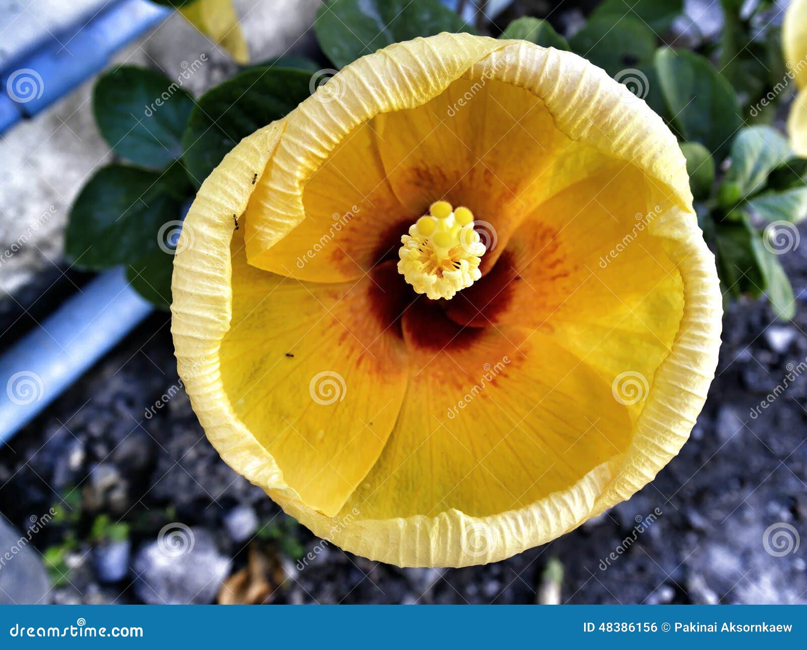 Sphere Shaped Yellow Flowers Stock Photo - Image of beautifully ...