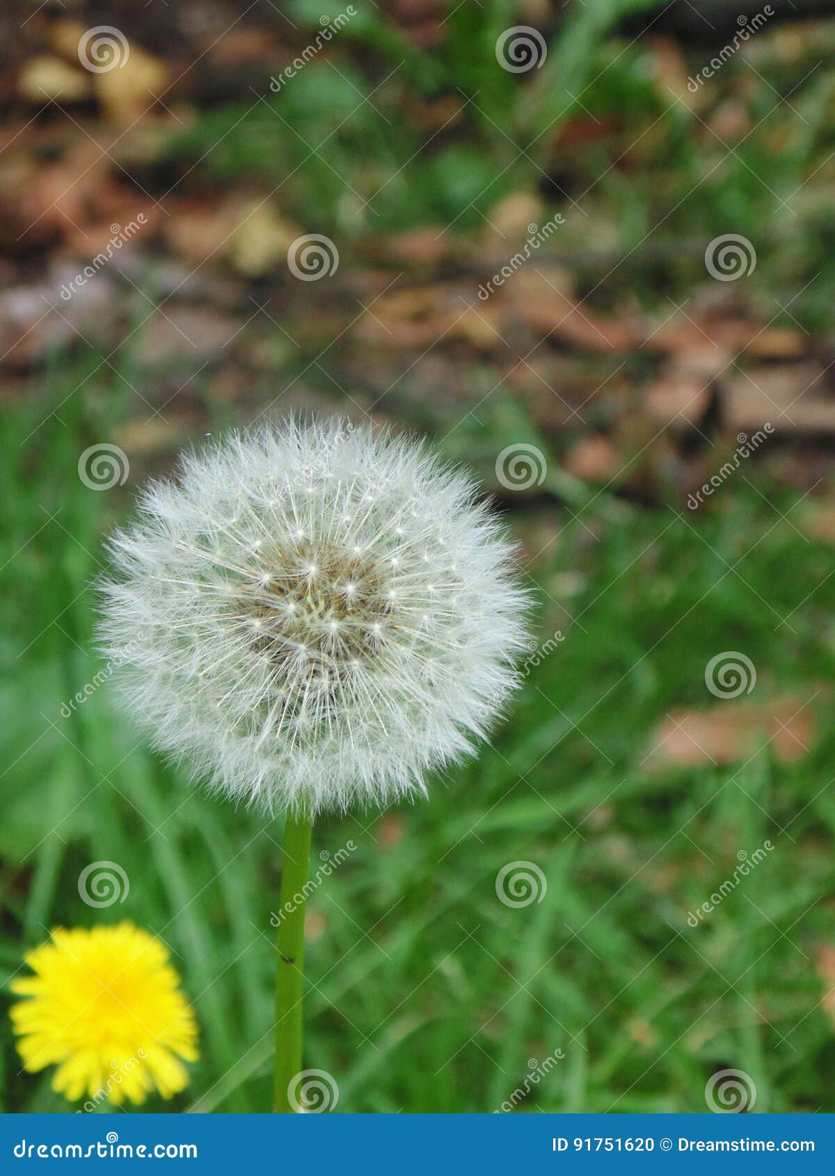 Sphere stock photo. Image of white, shape, rocks, flower - 91751620