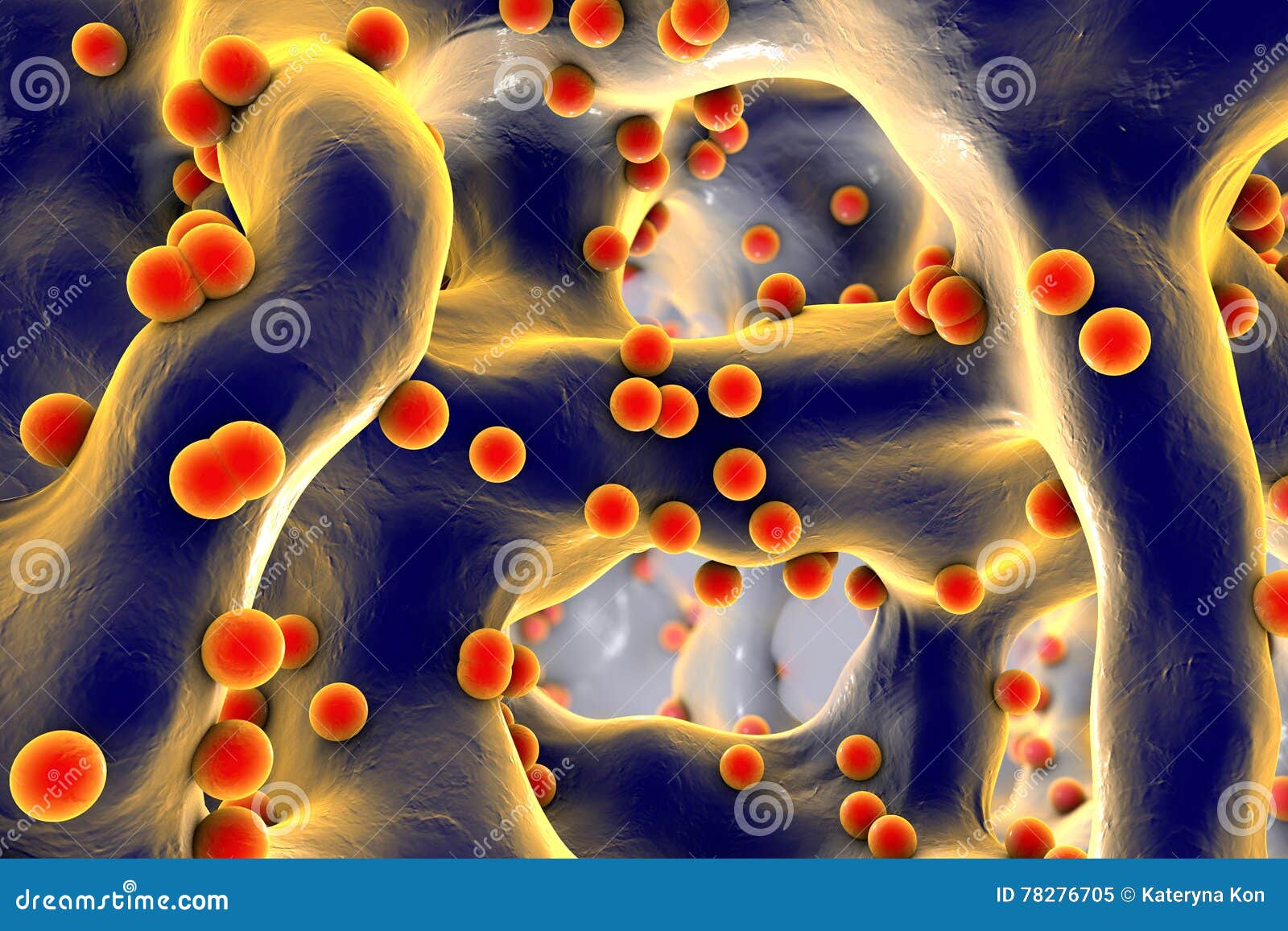 Spherical Bacteria